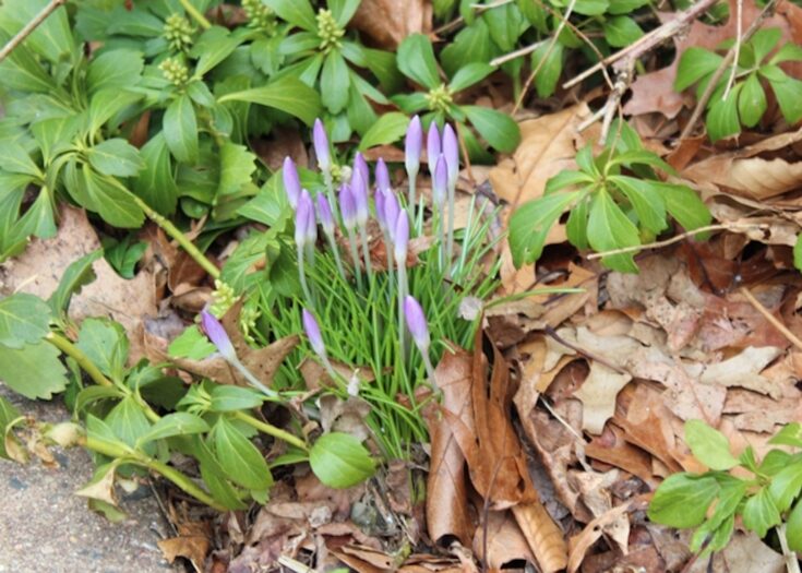 Explore Outdoors: Take a Spring Sensory Walk - Happy Strong Home